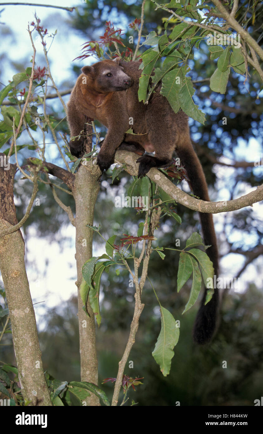 Bennett's Tree-kangaroo (Dendrolagus bennettianus) in tree, Australia ...