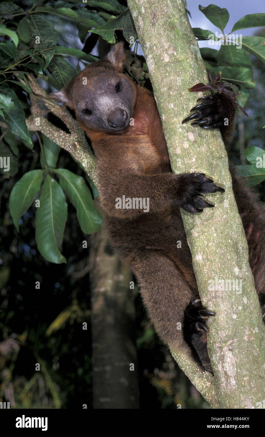 Bennett's Tree-kangaroo (Dendrolagus bennettianus) in tree, Australia ...