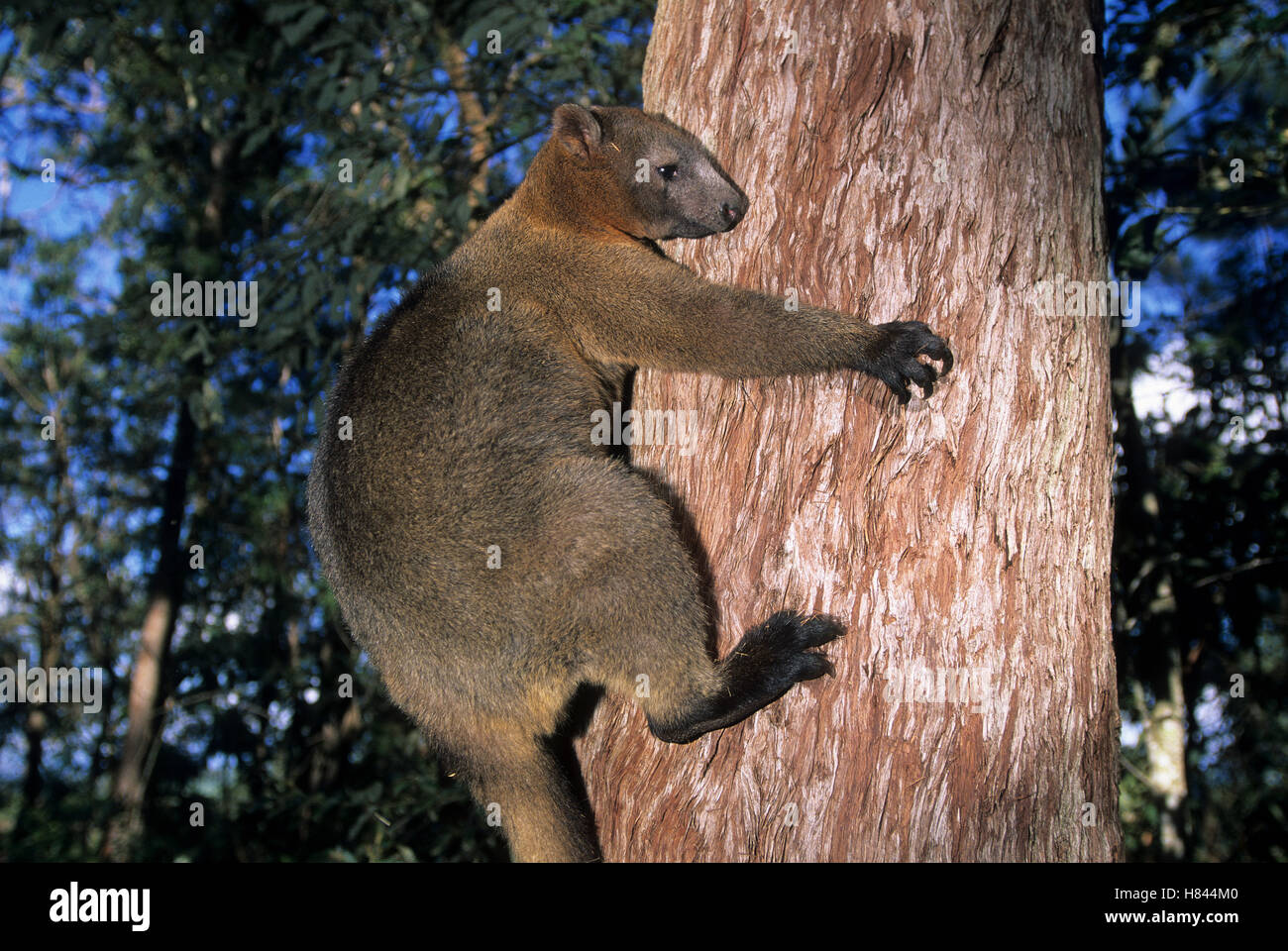Bennett's Tree-kangaroo (Dendrolagus bennettianus) in tree, Australia ...