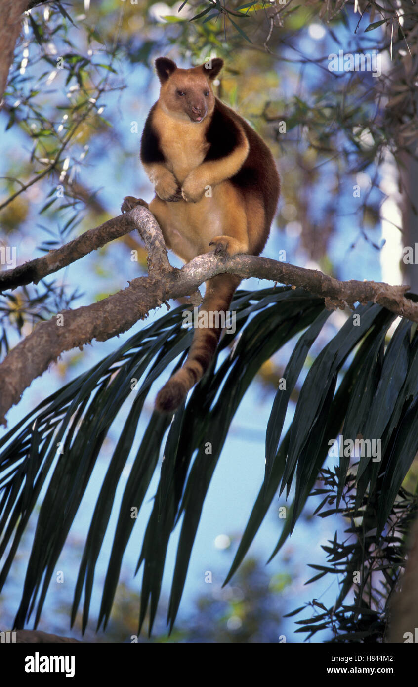 Goodfellow's Tree Kangaroo (Dendrolagus goodfellowi) in tree, New ...
