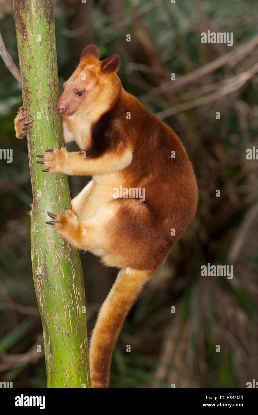 Goodfellow's Tree Kangaroo (Dendrolagus goodfellowi) in tree, Currumbin ...