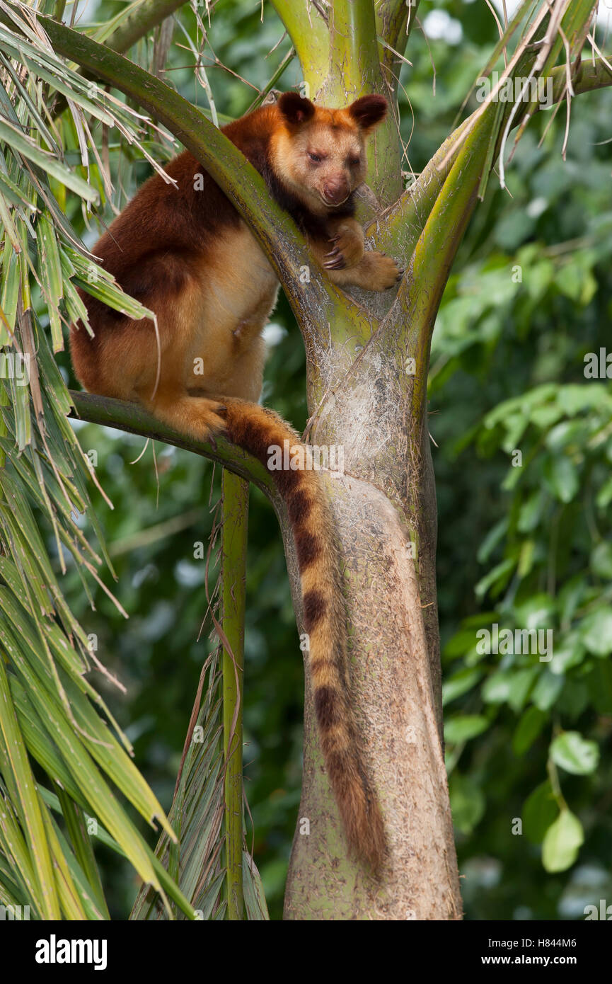 Goodfellow's Tree Kangaroo (Dendrolagus goodfellowi) in tree, Currumbin ...