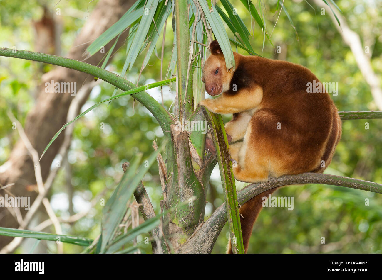 Goodfellow's Tree Kangaroo (Dendrolagus goodfellowi) in tree, Currumbin ...