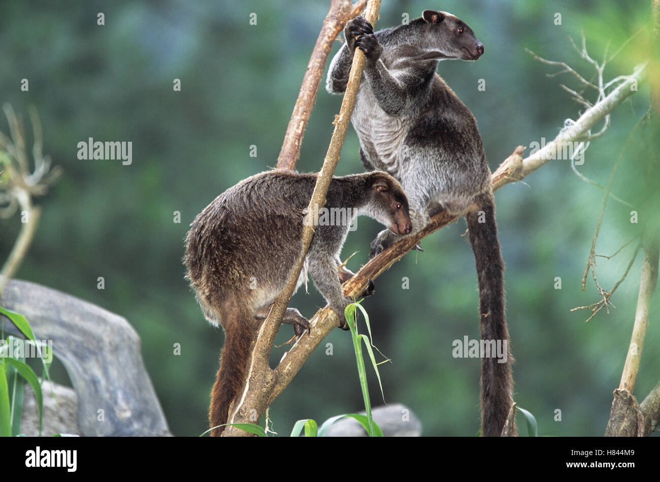 Dusky Tree-kangaroo (Dendrolagus inustus) pair in tree, New Guinea ...