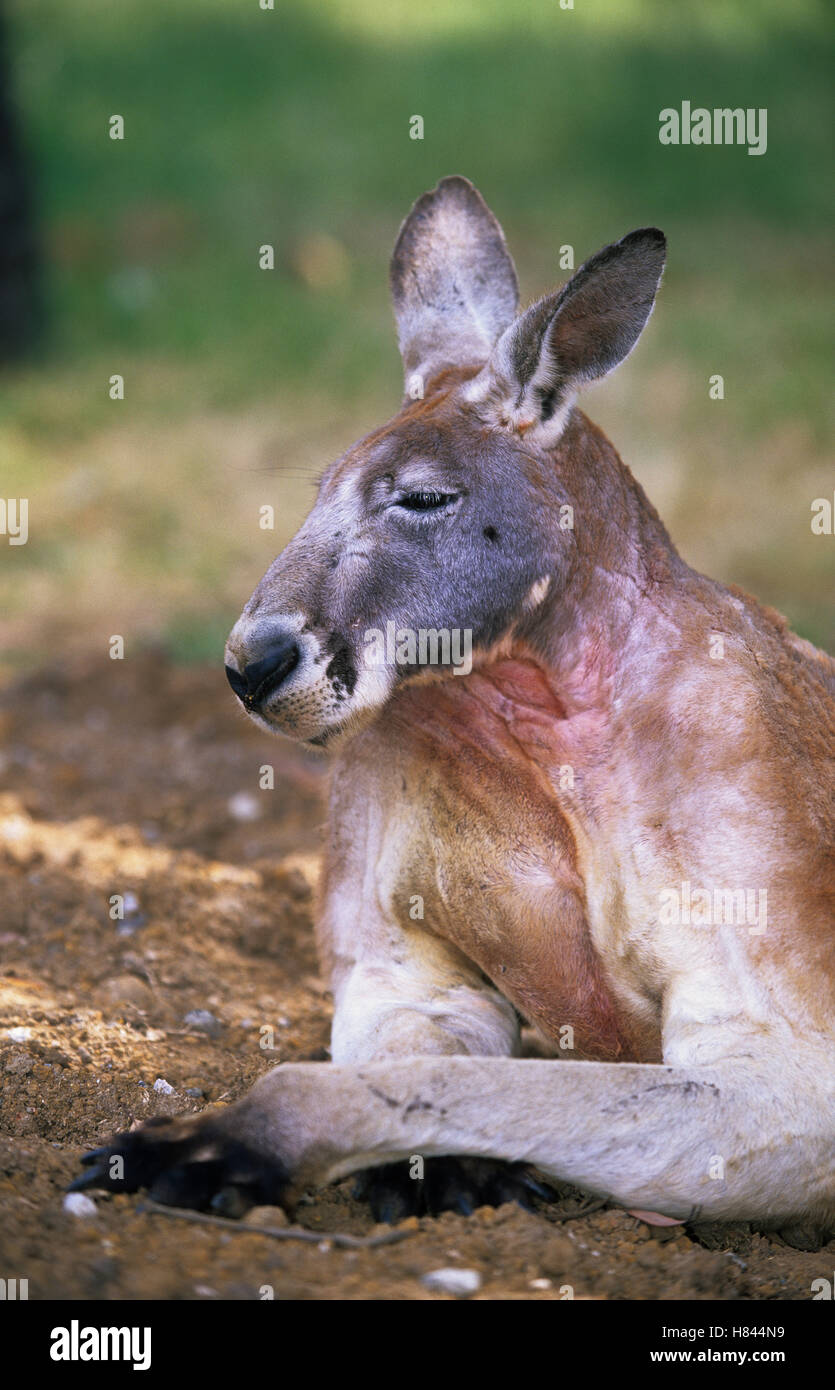 Red Kangaroo (Macropus rufus) male resting, Australia Stock Photo - Alamy