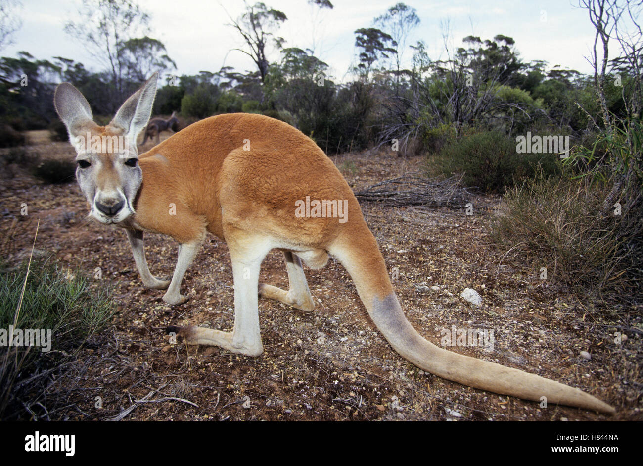Red Kangaroo (Macropus rufus), Australia Stock Photo - Alamy