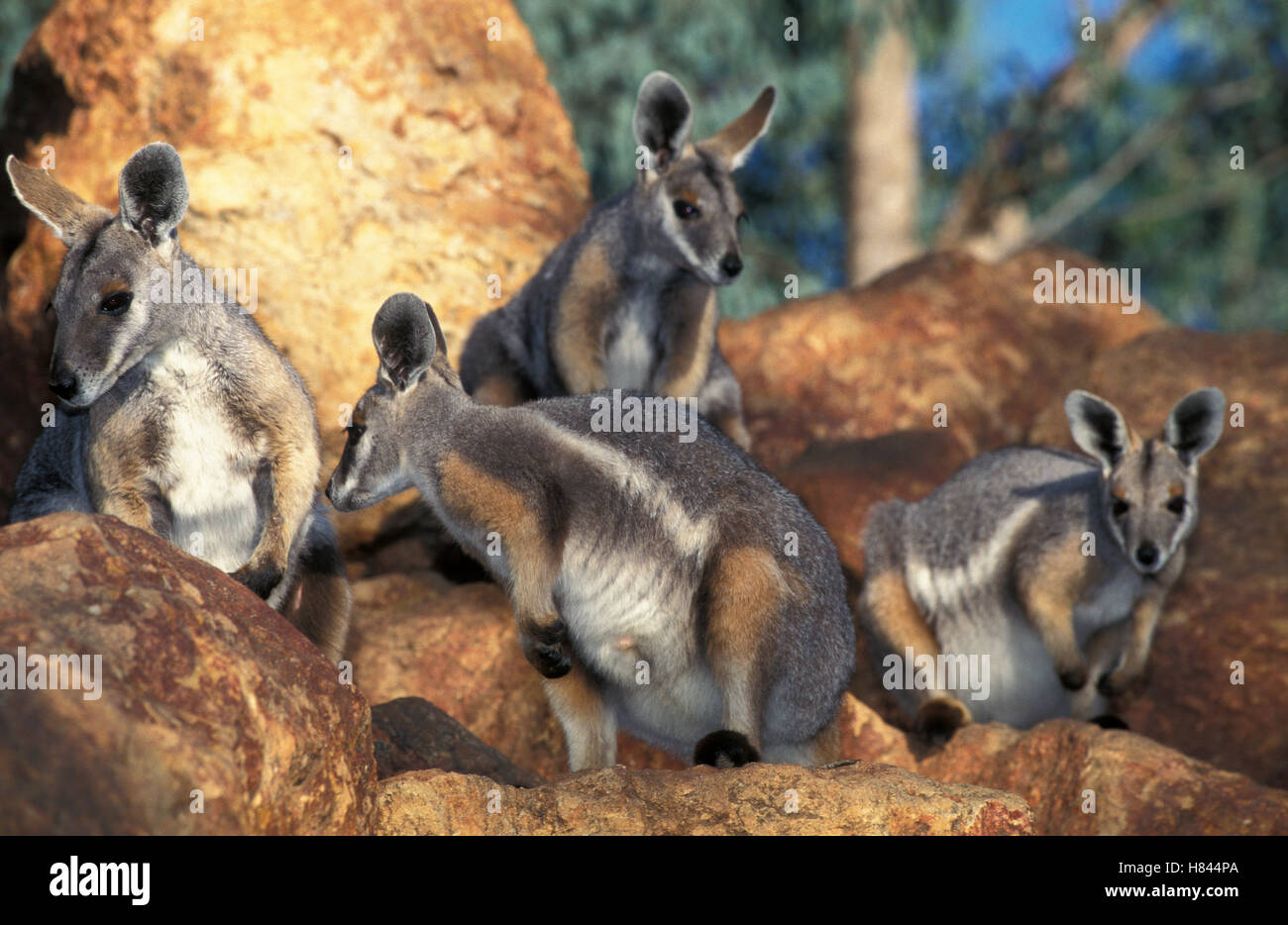 Yellow-footed Rock Wallaby (Petrogale xanthopus) group, Australia Stock ...