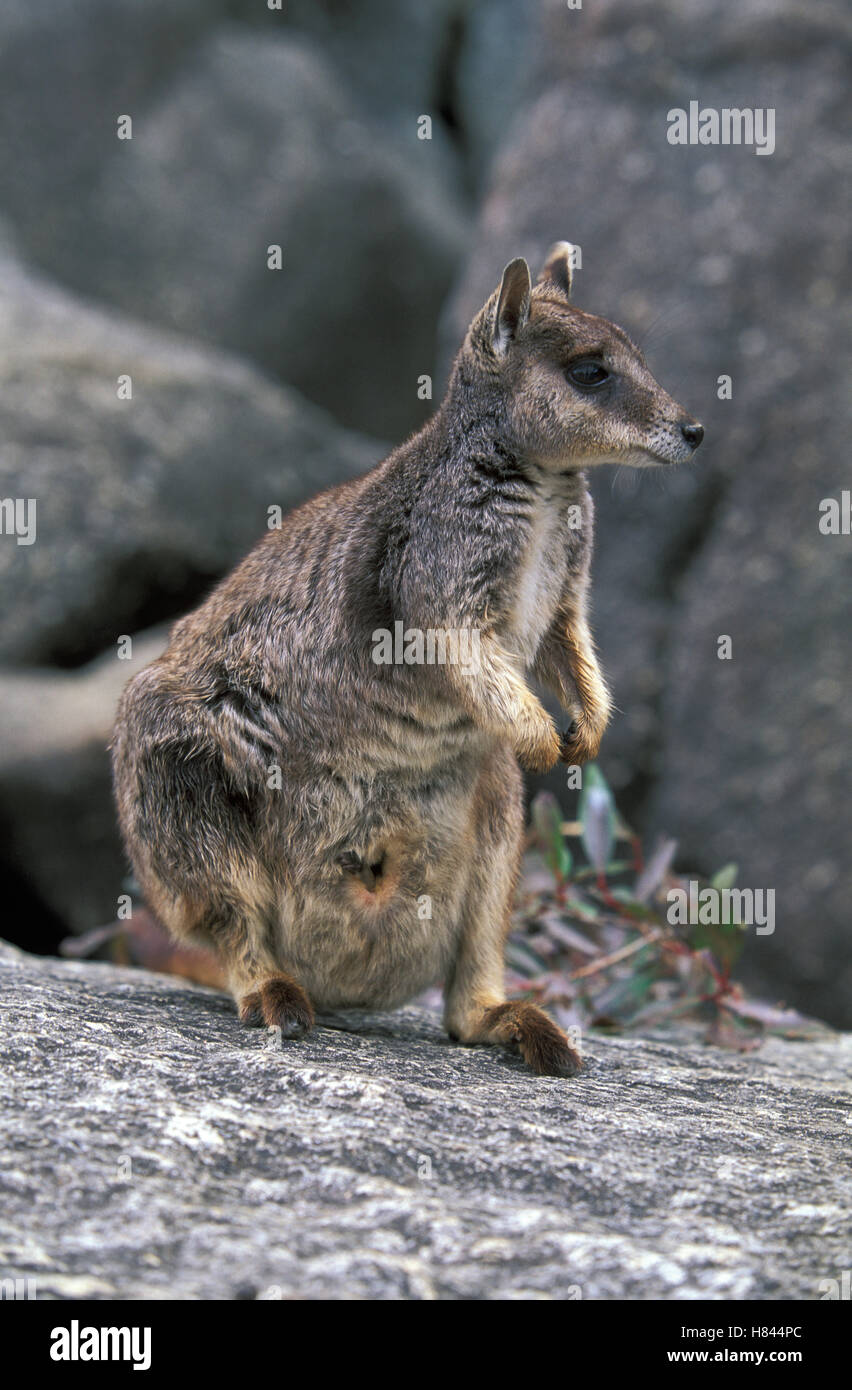 Mareeba Rock-wallaby (Petrogale mareeba), Australia Stock Photo - Alamy