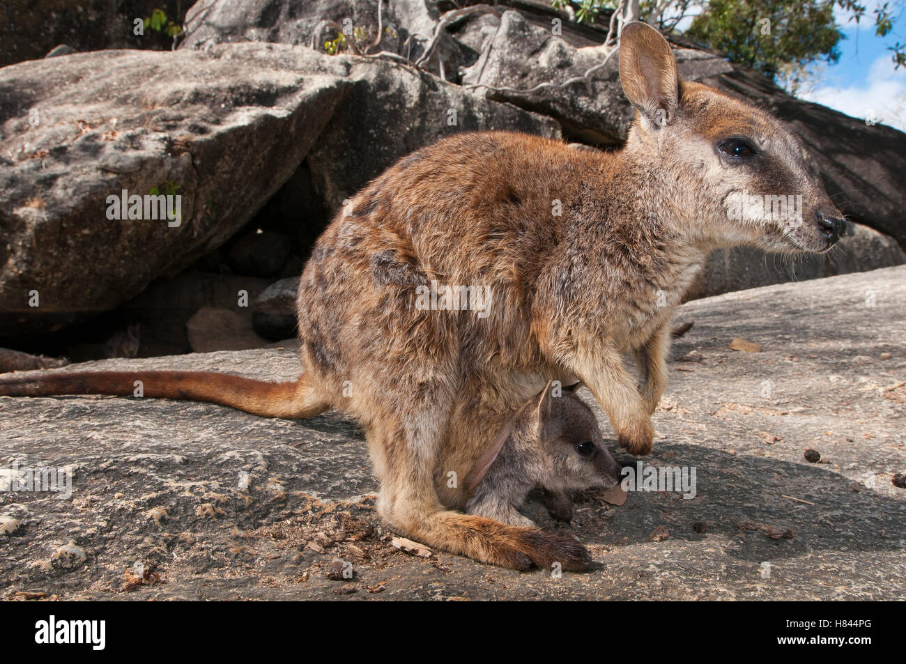 Mareeba Rock-wallaby (Petrogale mareeba) mother with joey in pouch ...