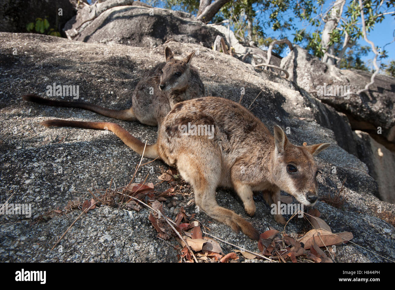Mareeba Rock-wallaby (Petrogale mareeba) pair on rocks, Granite Gorge ...