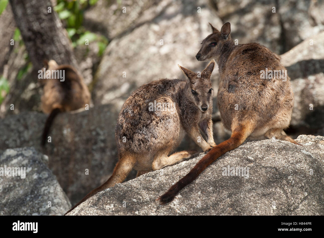 Mareeba Rock-wallaby (Petrogale mareeba) pair, Granite Gorge Nature ...