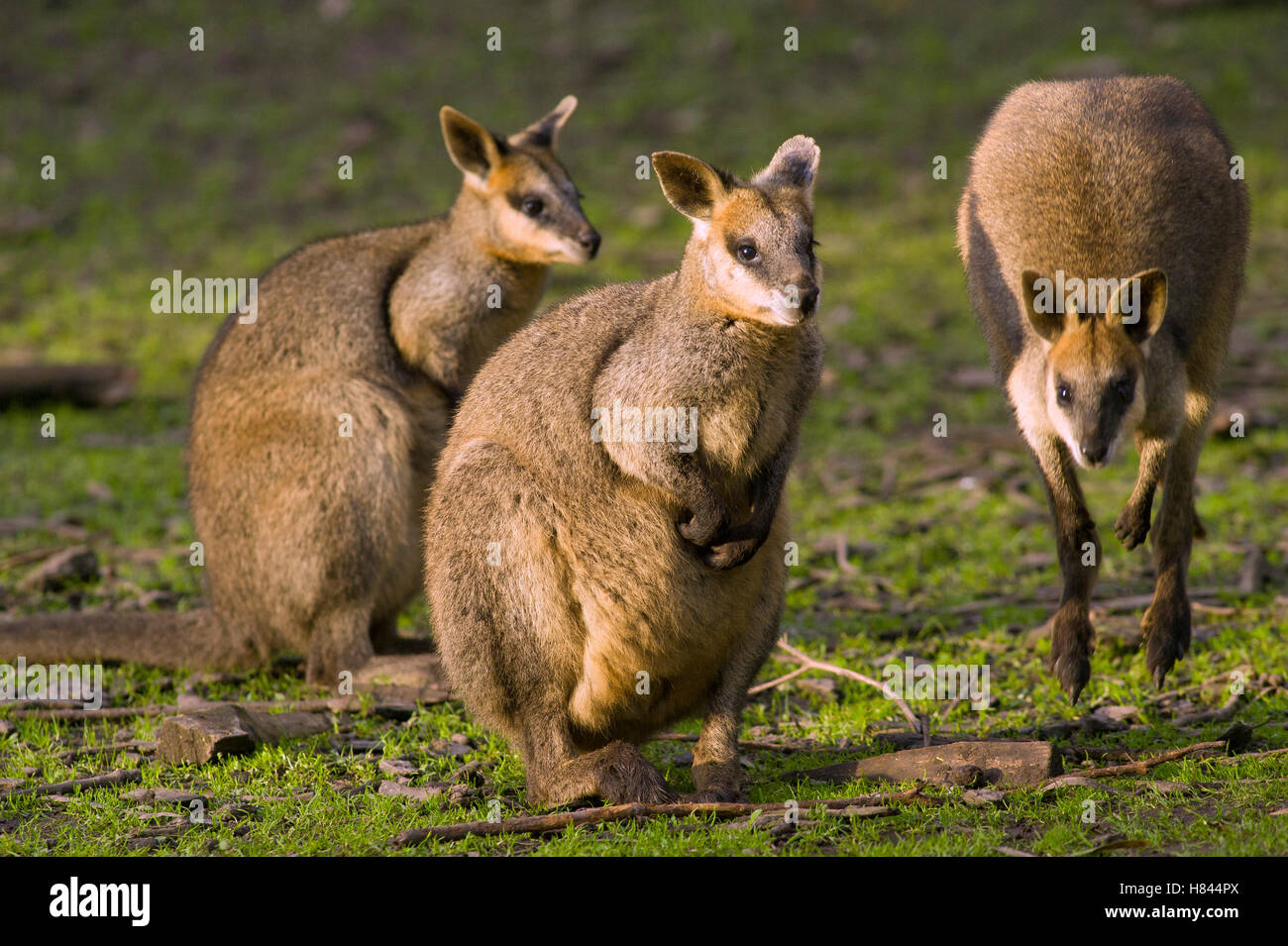 Swamp Wallaby (Wallabia bicolor) trio, Adelaide, South Australia ...