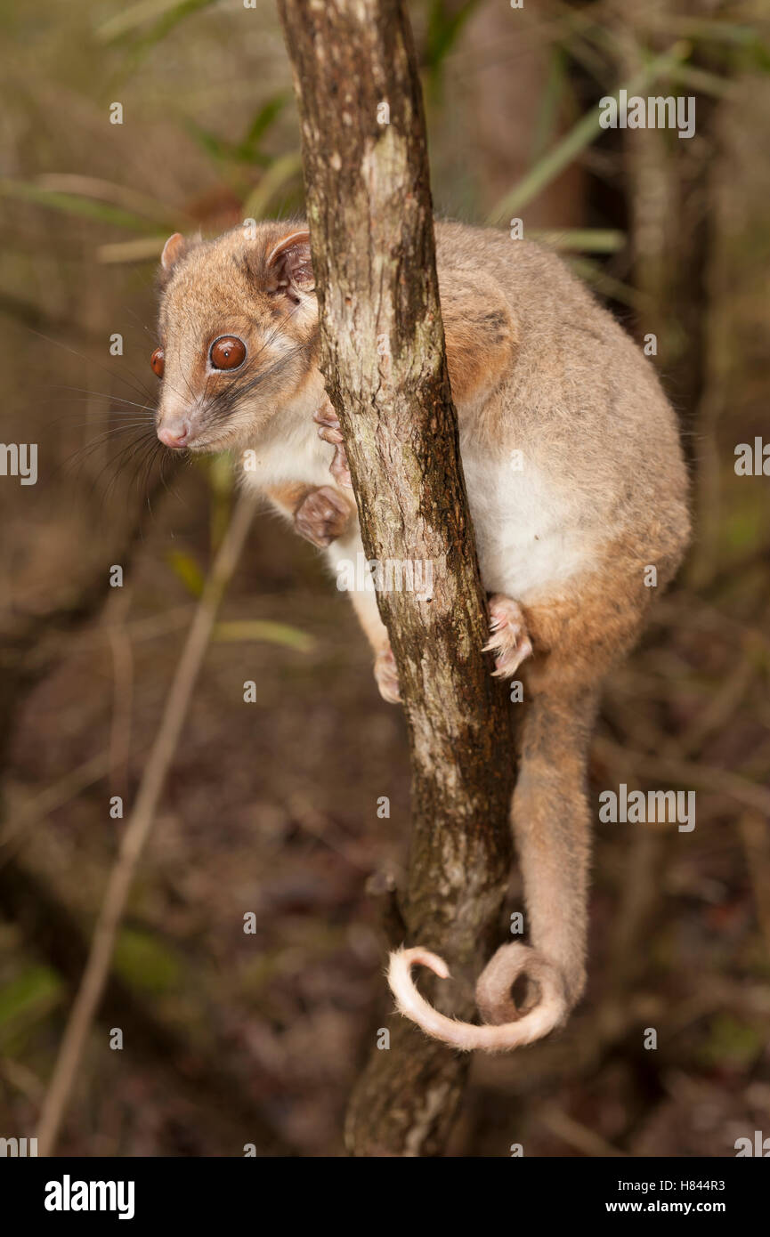 Common Ringtail Possum (Pseudocheirus peregrinus)in tree, Australian ...