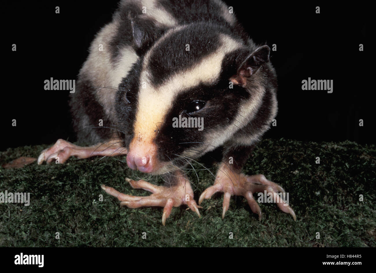 Striped Possum (Dactylopsila trivirgata), Australia Stock Photo - Alamy