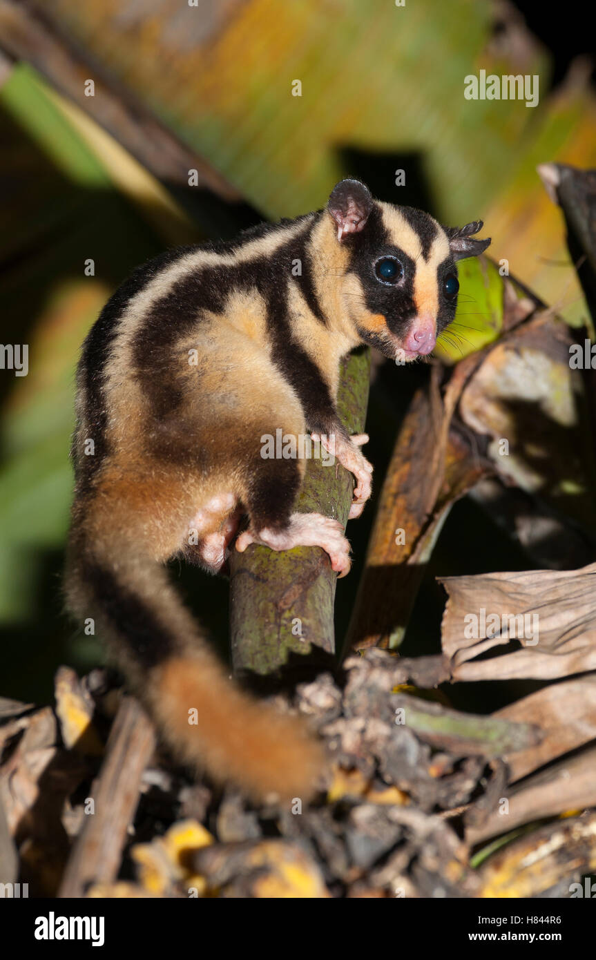 Striped Possum (Dactylopsila trivirgata) in tree at night, Queensland ...