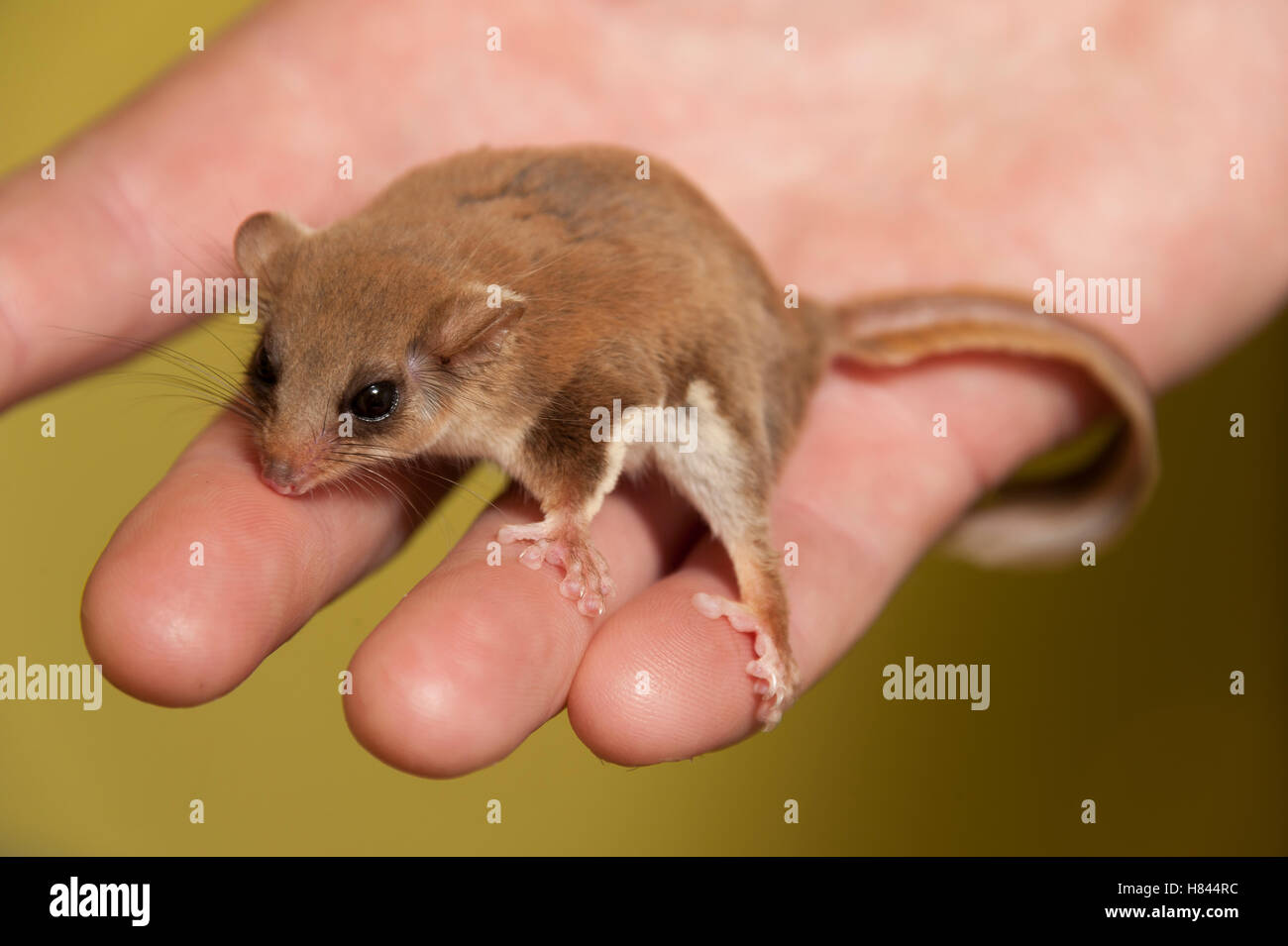 Feather-tail Glider (Acrobates pygmaeus) in hand, Sydney, New South ...