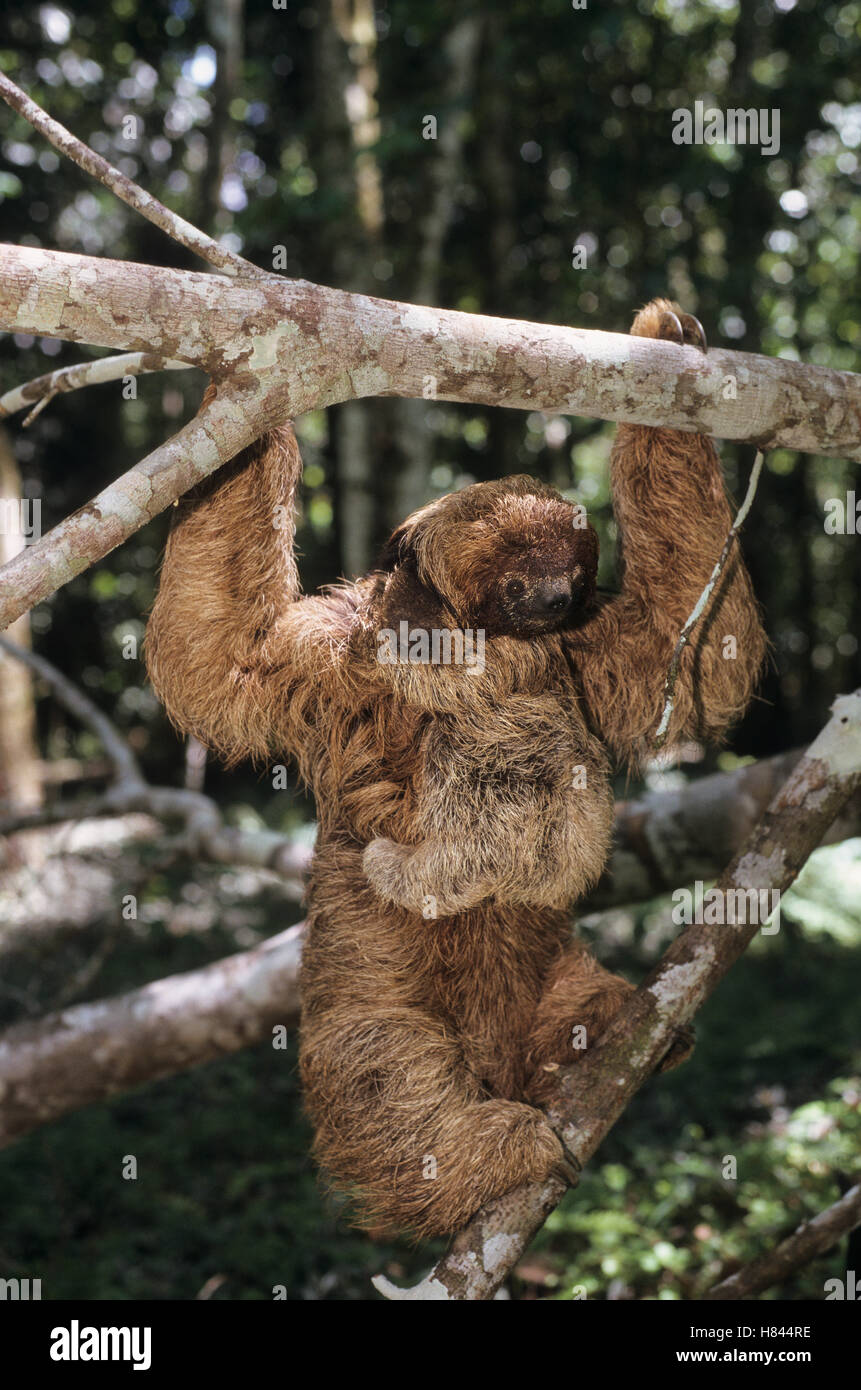 Maned Sloth (Bradypus torquatus) mother and young in tree, Brazil Stock ...