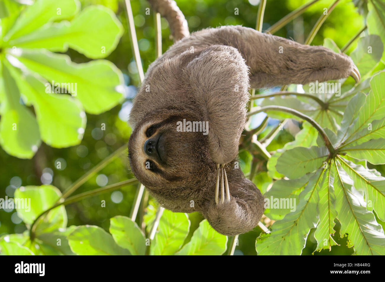 Brown-throated Three-toed Sloth (Bradypus variegatus) hanging in tree ...
