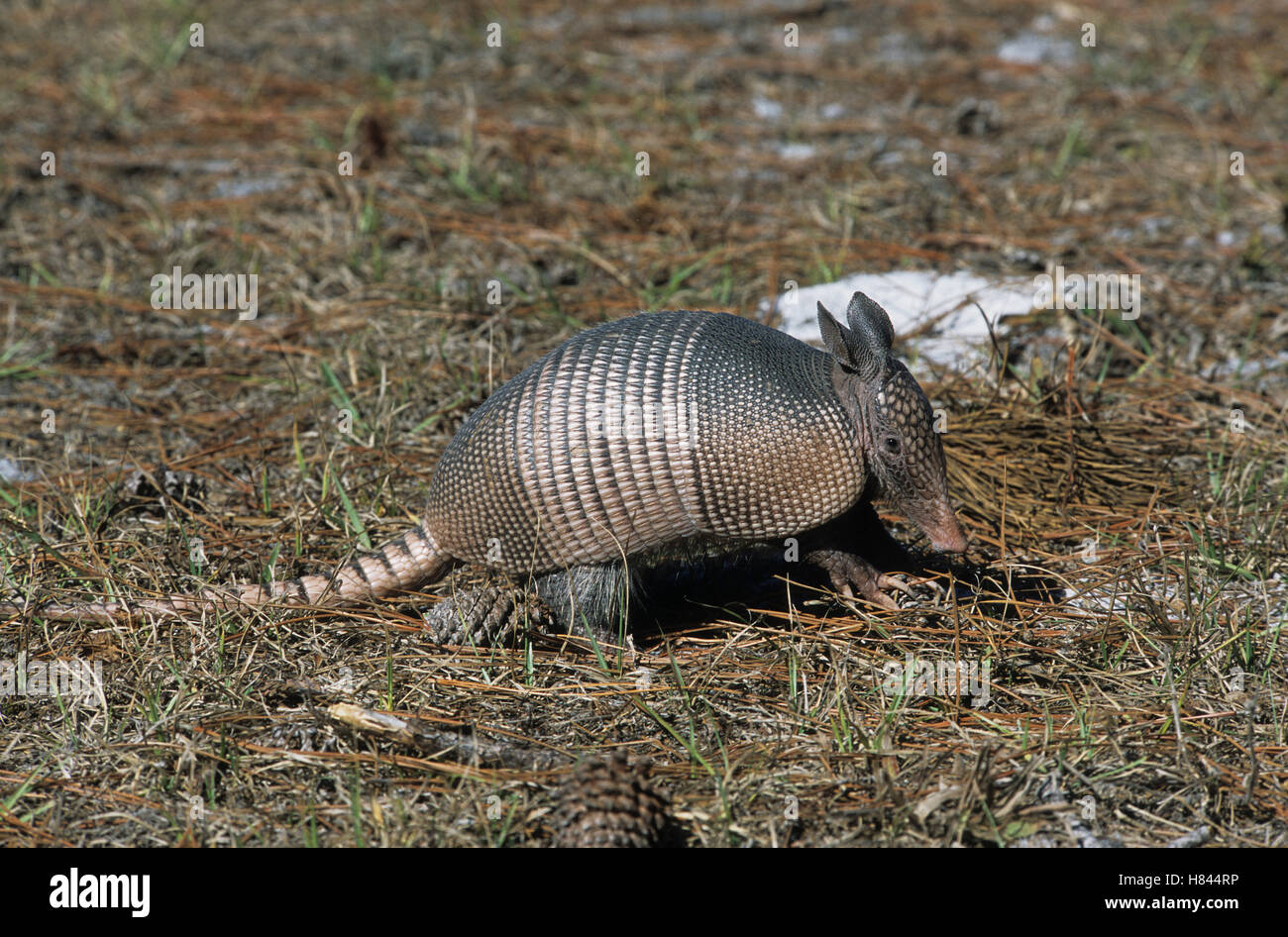 Nine-banded Armadillo (Dasypus novemcinctus), Florida Stock Photo - Alamy