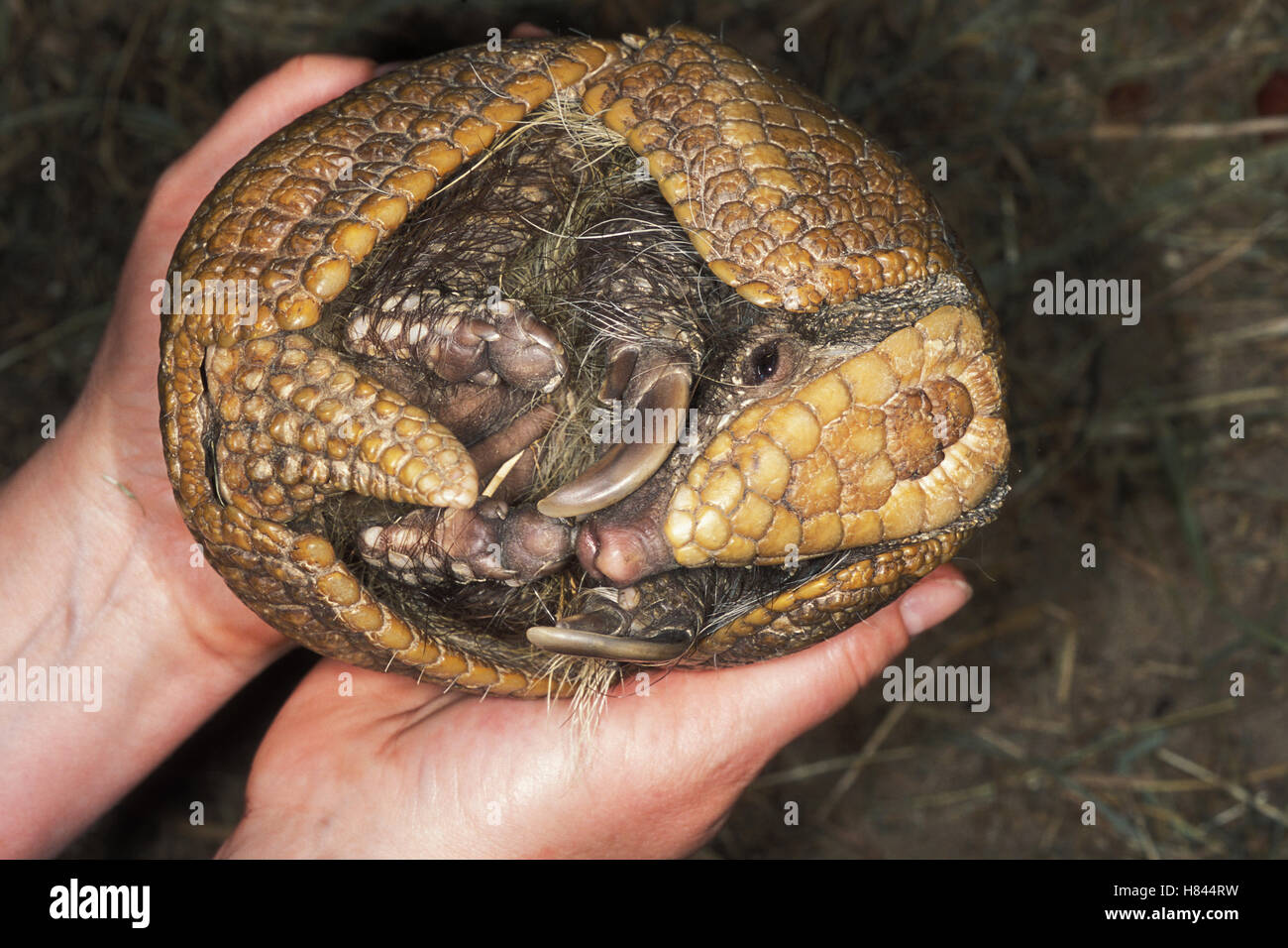 Southern Three-banded Armadillo (Tolypeutes matacus) curled up in hands ...