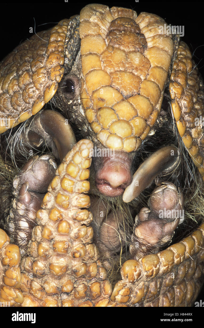 Southern Three-banded Armadillo (Tolypeutes matacus) coiled up in ...