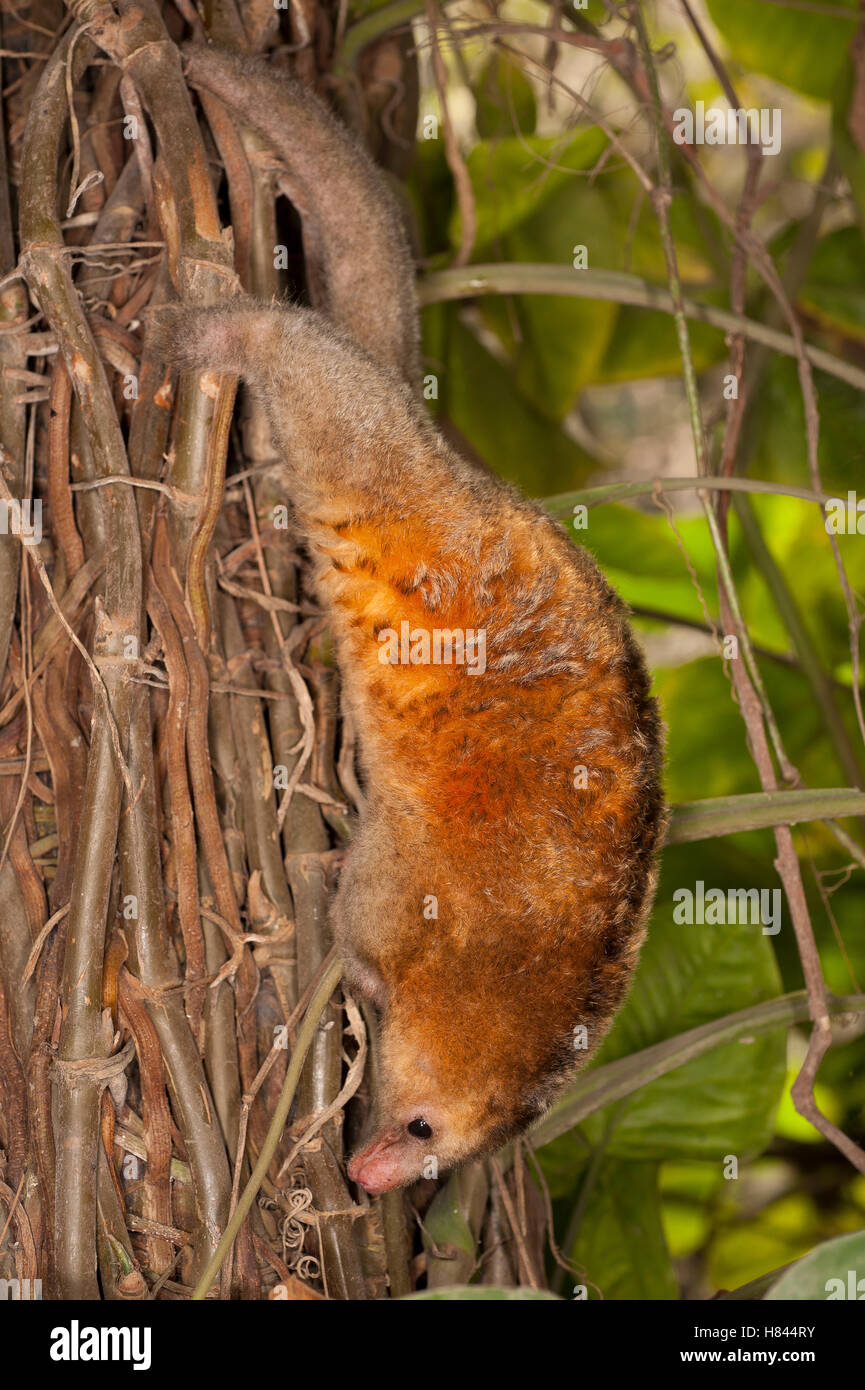 Pygmy Anteater (Cyclopes didactylus) climbing down tree, Lima, Peru ...