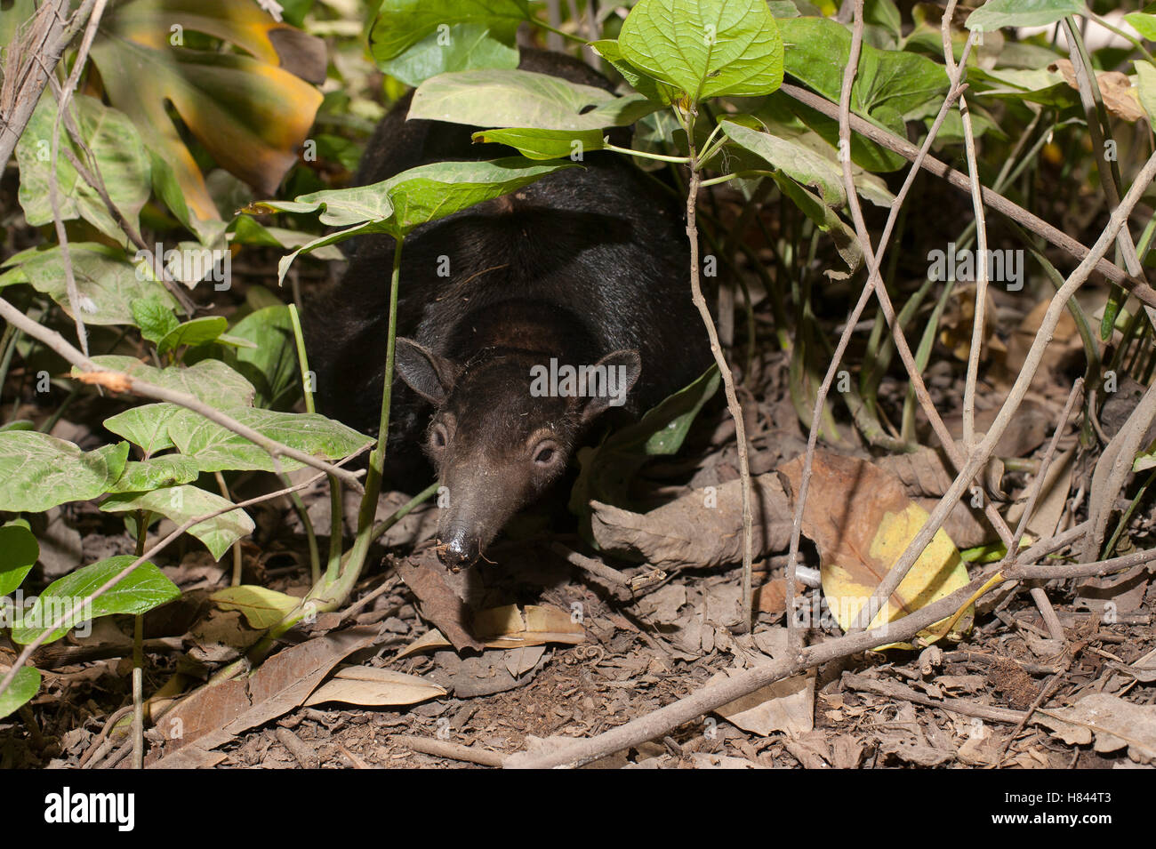 Southern Anteater (Tamandua tetradactyla), Lima, Peru Stock Photo - Alamy