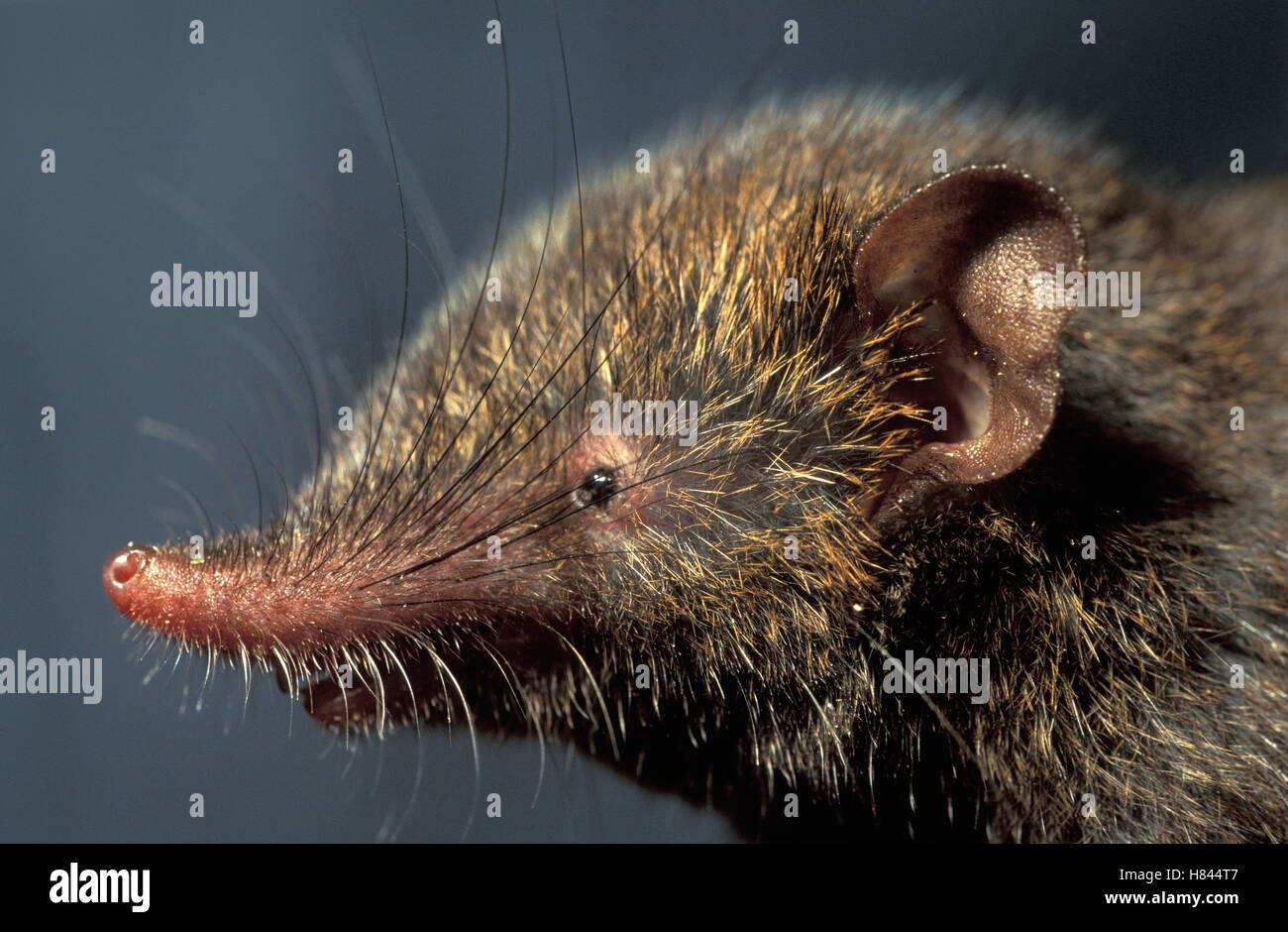 Montane Shrew Tenrec (Microgale monticola), Madagascar Stock Photo - Alamy