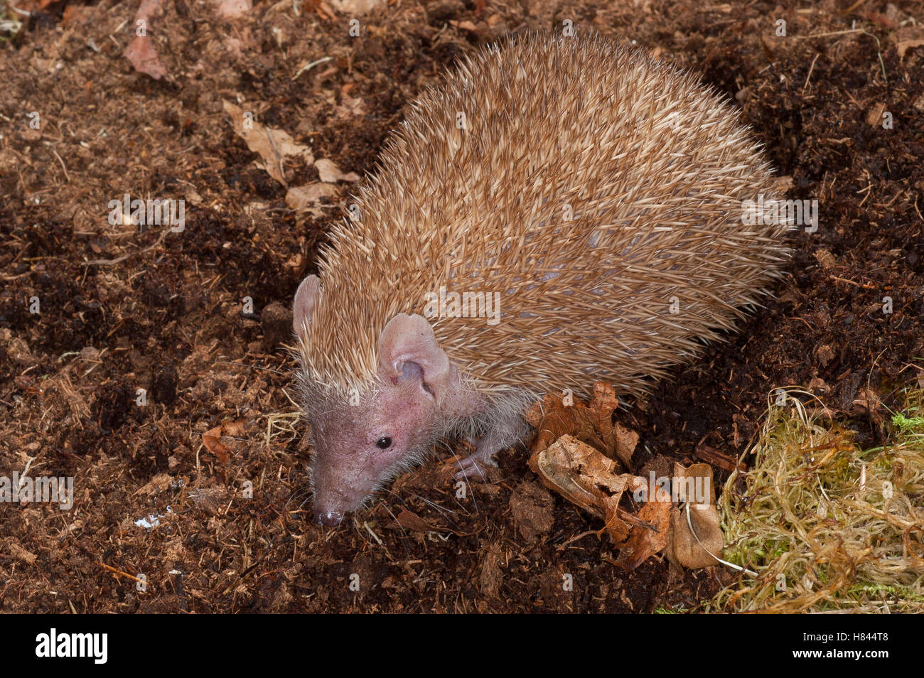 Lesser Hedgehog Tenrec (Echinops telfairi), Madagascar Stock Photo - Alamy
