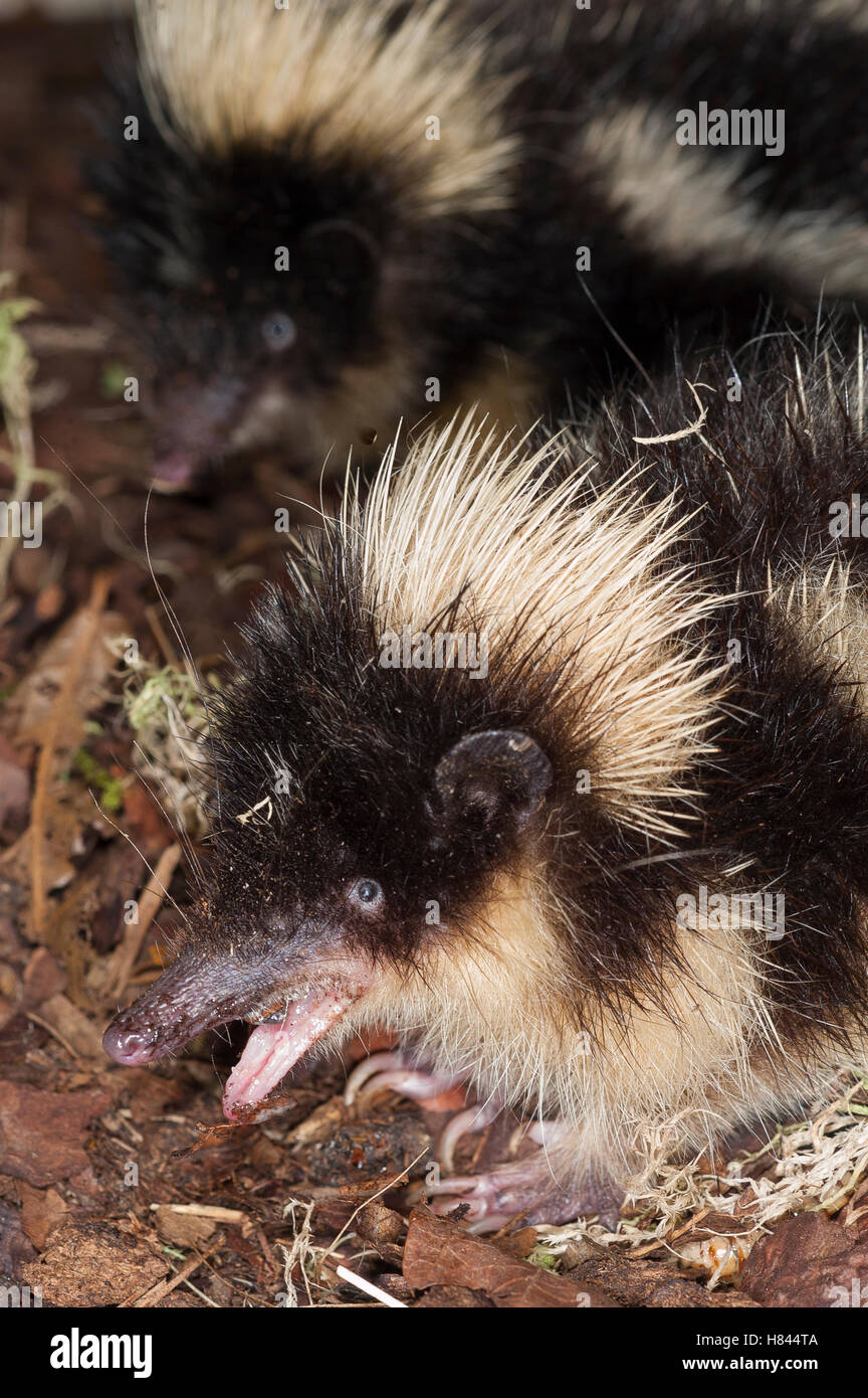 Highland Streaked Tenrec (Hemicentetes nigriceps) in defensive posture ...