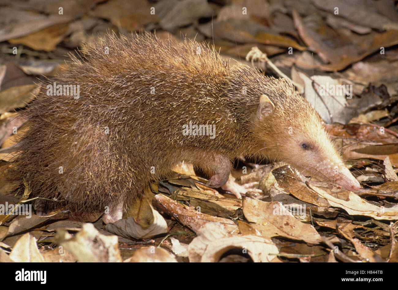 Tail-less Tenrec (Tenrec ecaudatus), Madagascar Stock Photo - Alamy