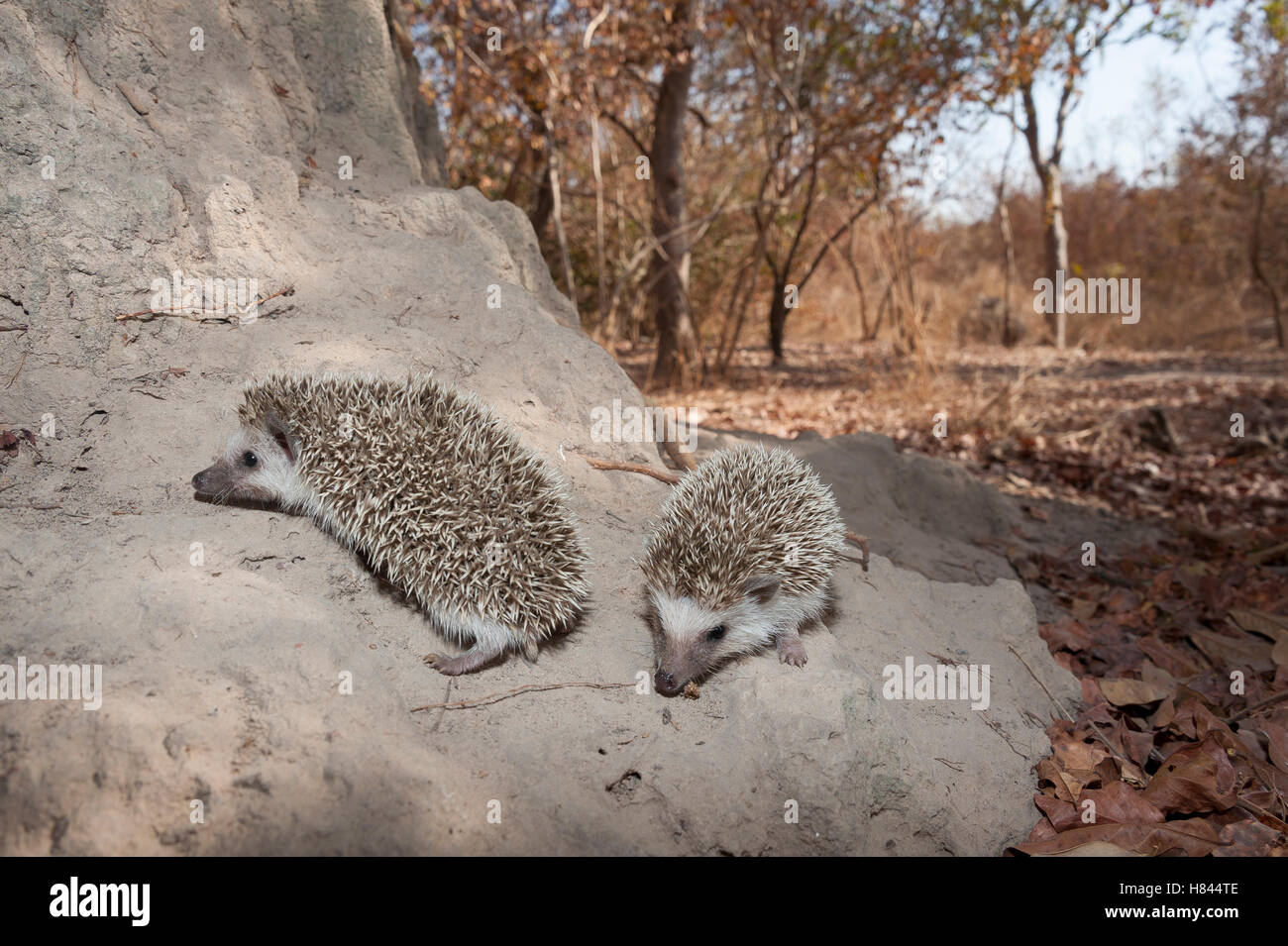 Four-toed Hedgehog (Atelerix albiventris) pair on termite mound ...