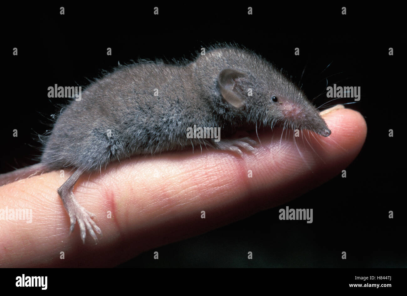 Lesser White-toothed Shrew (Crocidura suaveolens) on hand, France Stock ...