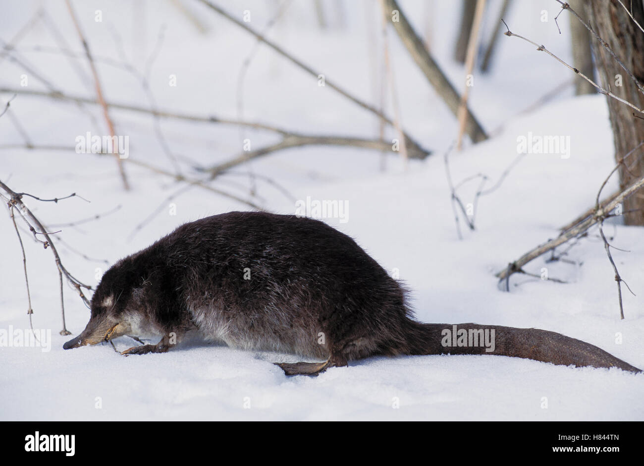 Desman (Desmana moschata) in snow, Russia Stock Photo - Alamy