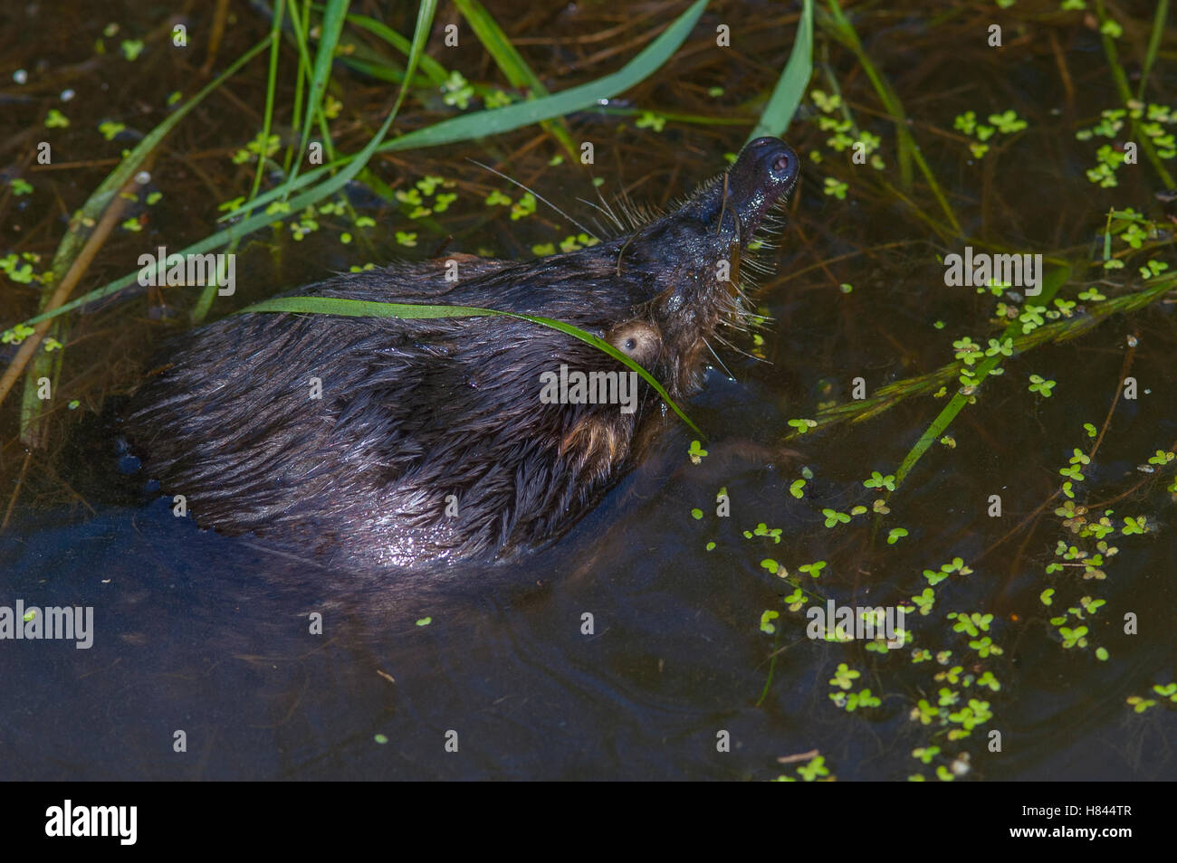 Desman (Desmana moschata) in water, Russia Stock Photo - Alamy