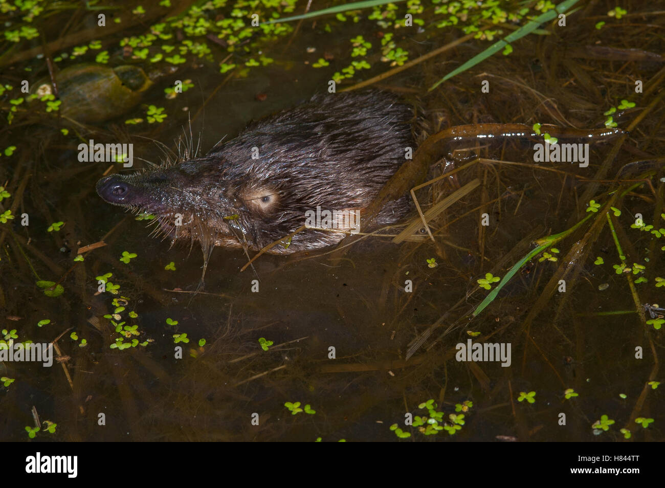 Desman (Desmana moschata) in water, Russia Stock Photo - Alamy