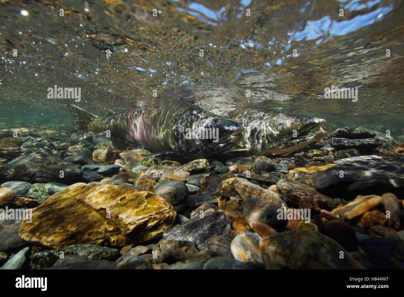 Chum Salmon (Oncorhynchus keta) pair spawning, Prince William Sound ...
