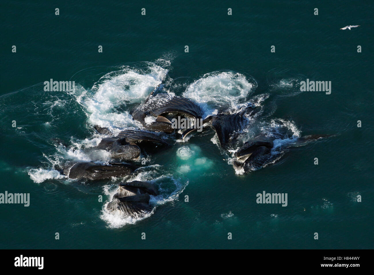 Humpback Whale (Megaptera novaeangliae) group gulp feeding, southeast ...