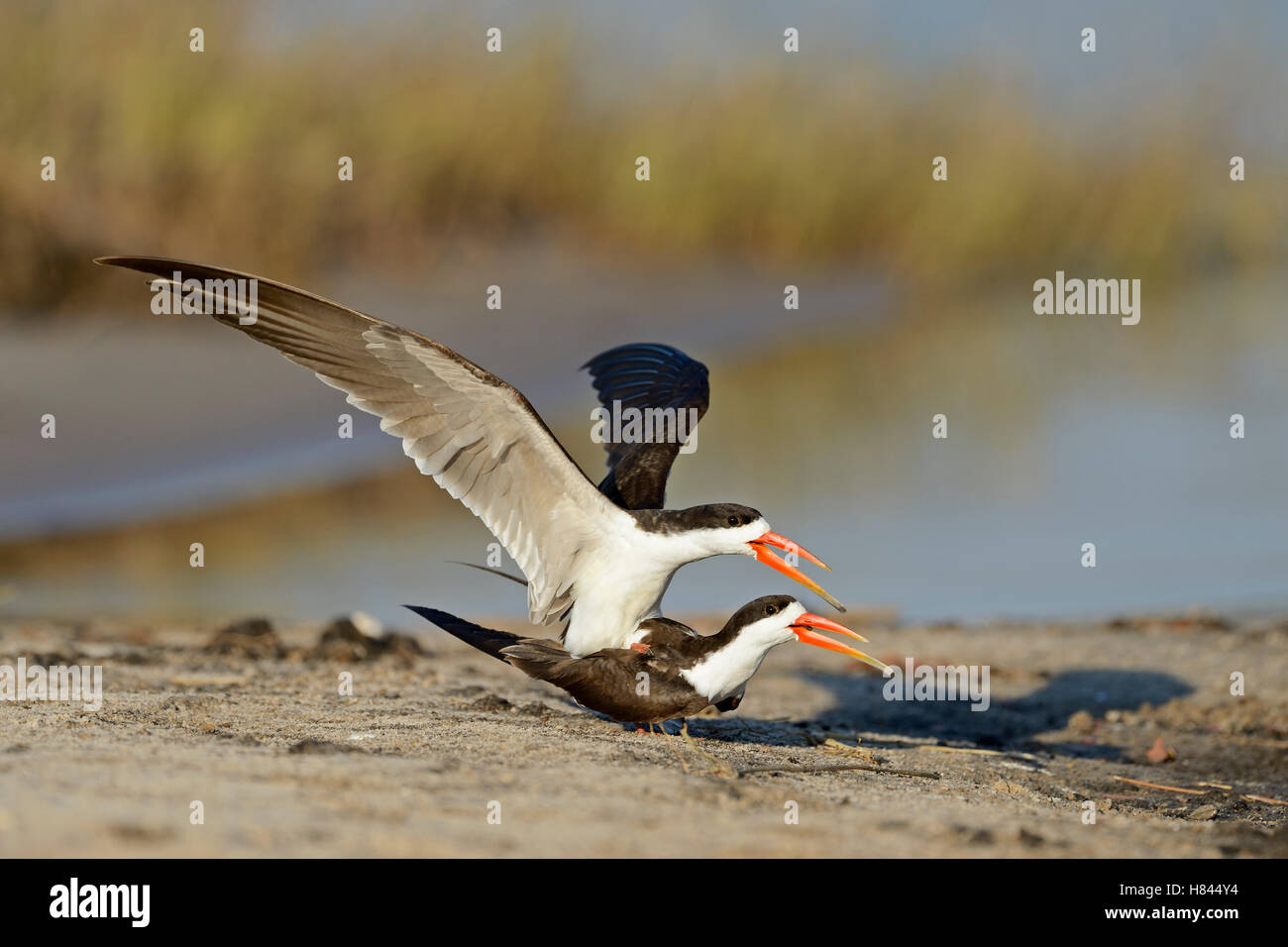 African Skimmer (Rynchops flavirostris) pair mating, Chobe River ...