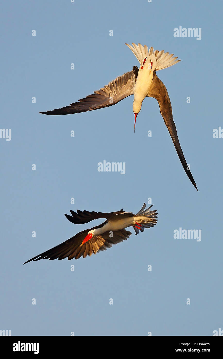 African Skimmer (Rynchops flavirostris) pair fighting in flight, Chobe ...