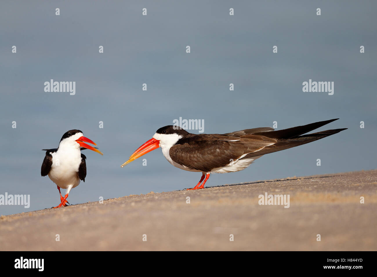 African Skimmer (Rynchops flavirostris) pair facing off, Chobe River ...
