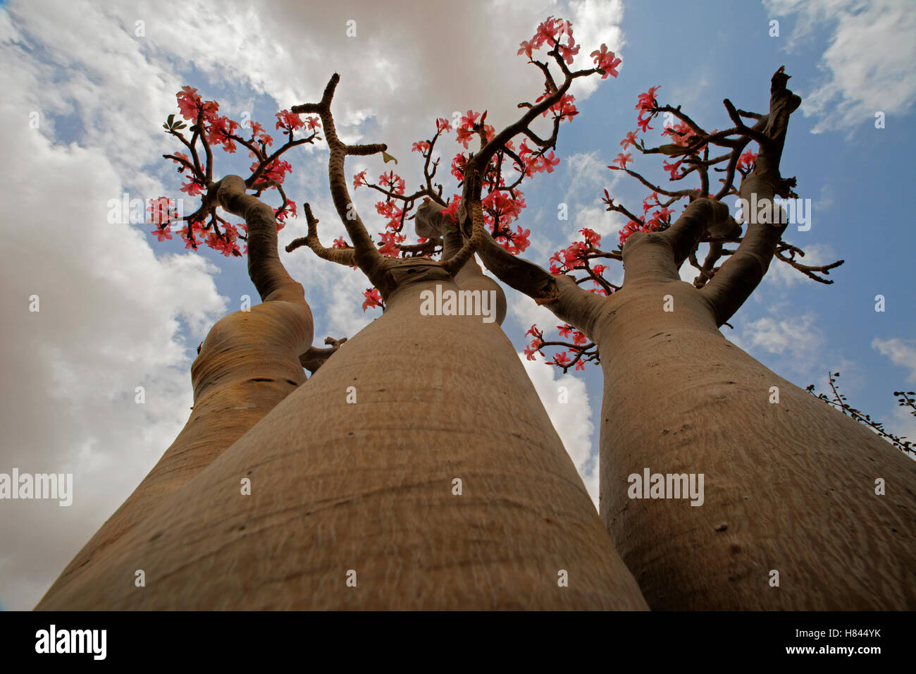 Desert Rose (Adenium sp) shrubs, Socotra, Yemen Stock Photo - Alamy