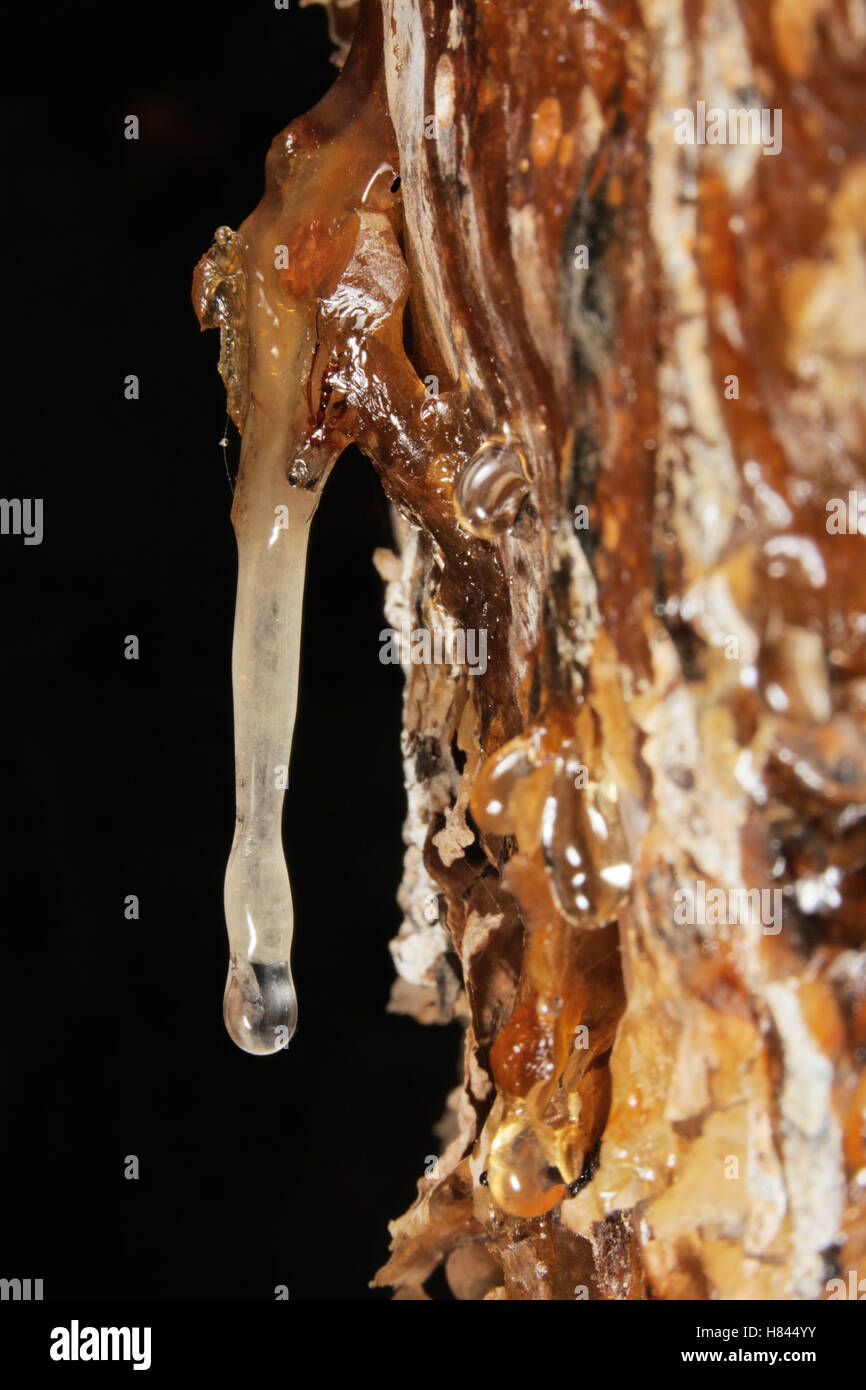 Frankincense (Boswellia elongata) tree oozing sap which is harvested ...