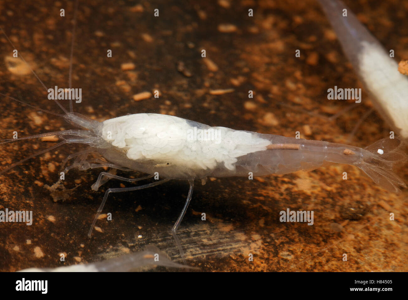 Blind cave shrimp endemic to single cave, Erher Dune, Hadibu, Socotra ...