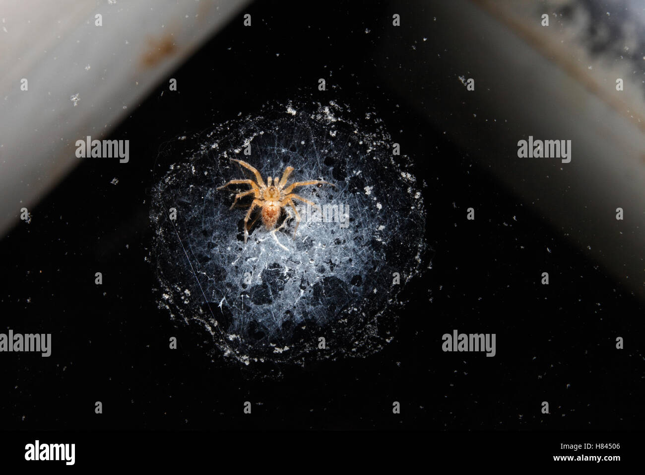 Spider spinning web on water surface in cave, Erher Dune, Hadibu ...