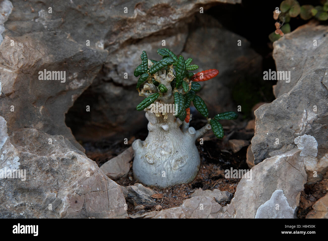 Socotran Fig (Dorstenia gigas) sapling, Qalansiyah, Socotra, Yemen ...