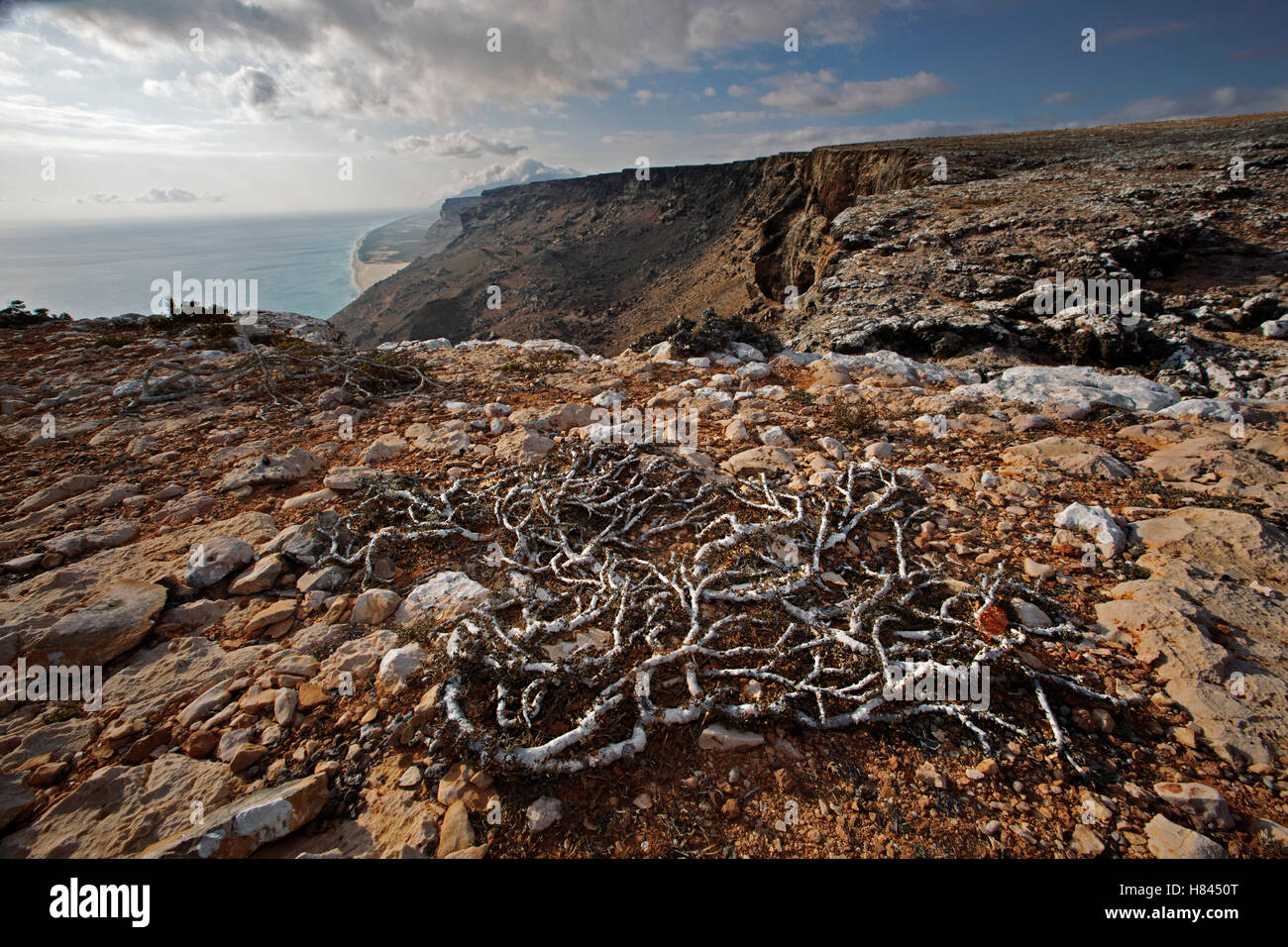 Croton (Croton sp) tree stunted by strong winds on cliff top, Socotra ...