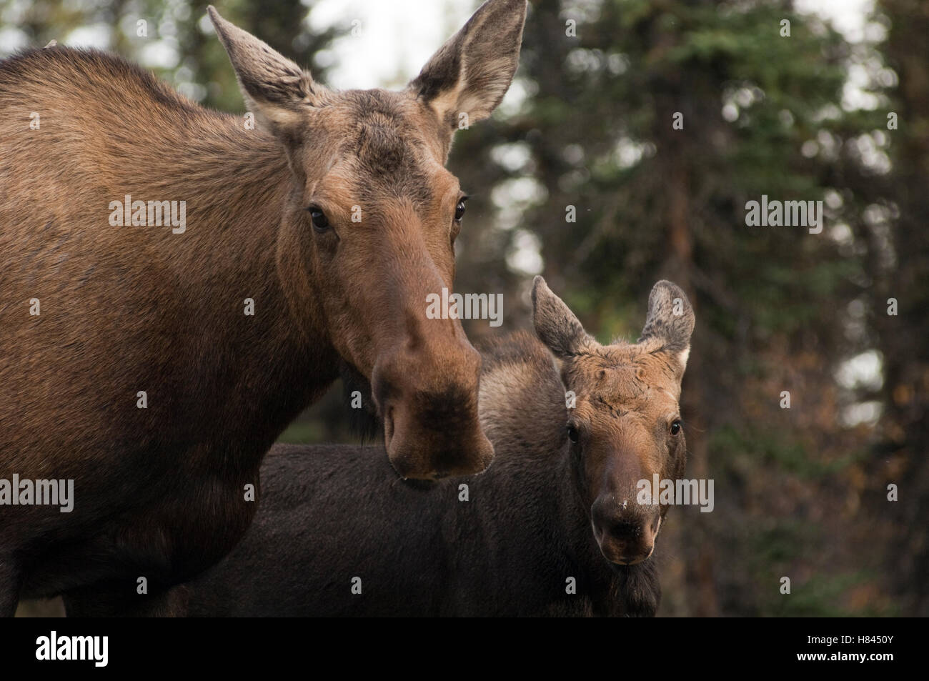 Alaskan Moose (Alces alces gigas) mother and calf, Alaska Stock Photo ...