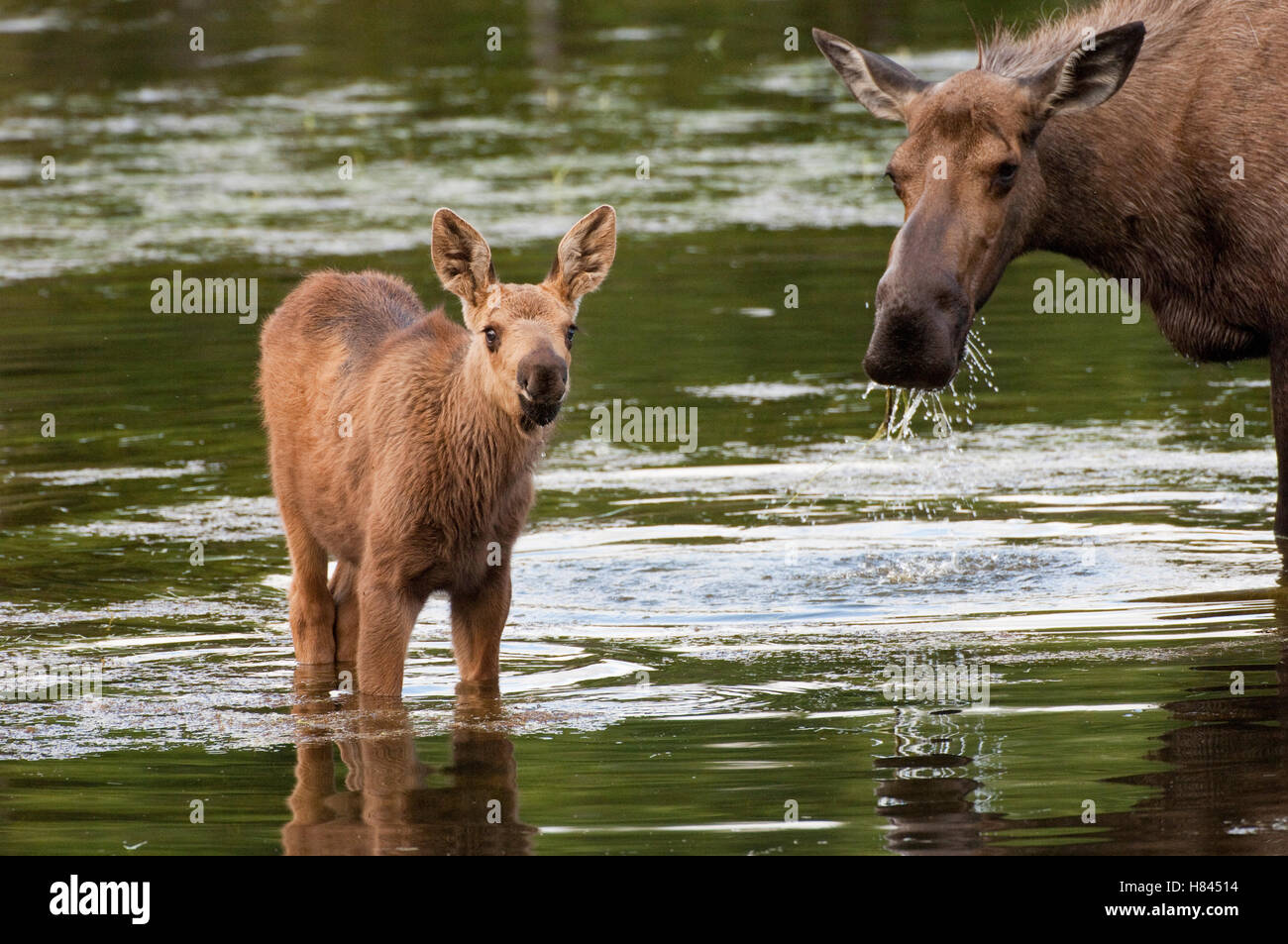 Alaskan Moose (Alces alces gigas) mother and calf in water, Alaska ...