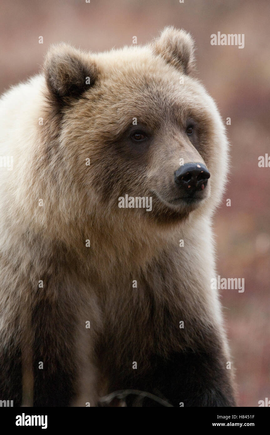 Grizzly Bear (Ursus arctos horribilis) yearling, Alaska Stock Photo - Alamy